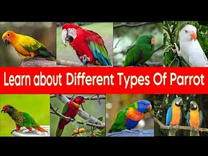 Names of World's Most Beautiful Parrot's | Types Of Parrots | Colourful Parrots 🦜
