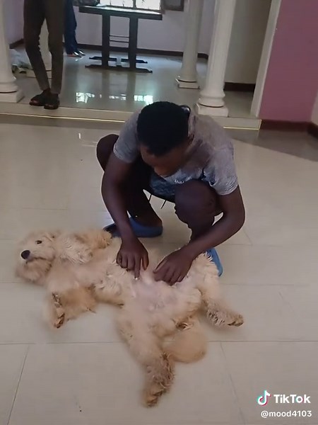 mood (@mood4103)’s videos with original sound - 🍎🍏NGABI GRAPHICS 🇺🇬🍇