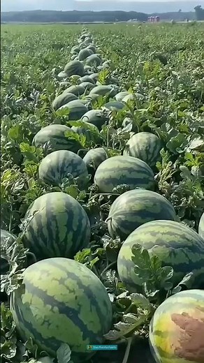 How to grow watermelon plant from seed at home #farming #watermelon #fruitfarming #gardening #shorts