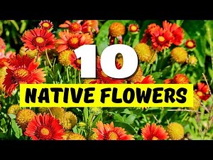 TOP 10 Flowering Native Plants for BEAUTY & Wildlife 🐝✨