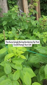 Yawn 🥱 #IYKYK #TheWay #tzimtzum #gardening #raspberry | FraternalTies