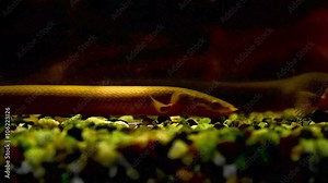 Reedfishes feeding on bottom of an aquarium.