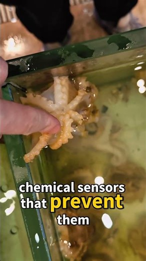 Octopus Tentacles: How Their Powerful Suction Works #nature