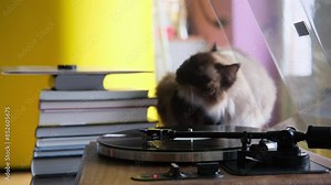 a beautiful fluffy cat listening to music on a vinyl disk player, music vinyl disk record spinning in the turntable. selective focus