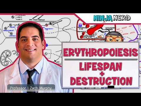 Hematology | Erythropoiesis: Lifespan & Destruction: Part 2