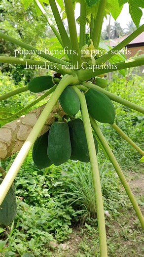 28 reactions · 6 comments | papaya Benefits, read Captions Papaya...