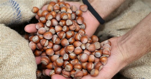 2021 yılı fındık fiyatları kaç TL? Güncel fındık fiyatları ne kadar oldu? - Merak Edilenler Haberleri