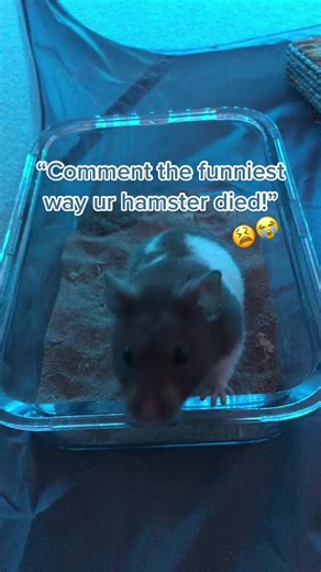 Funny Hamster Fails Compilation