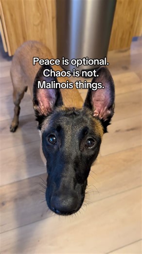 Vex: This is not bad behavior. I’m a highly driven woman with goals 😂 | malinois
