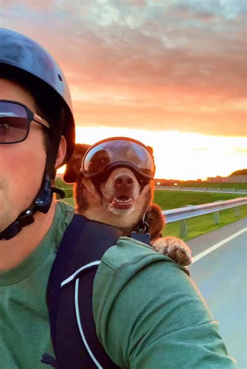 It’s -20 and we just got 40cms of snow so here’s our 2025 highlight reel @weratedogs #motorcycle #dogswhoride #harleydavidson #dogsoftiktok