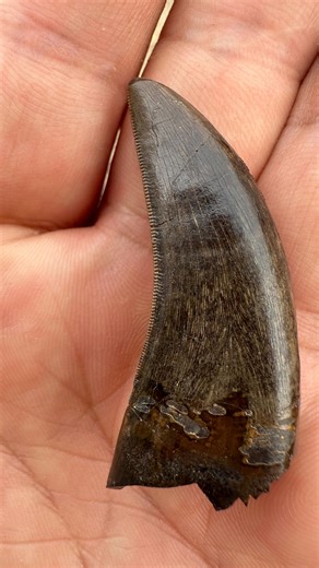 WIN A REAL T-REX TOOTH! Not a joke, you can win the first tooth from the Tyrant King that I ever found. Go follow @hellcreek_hooligans TAG 3 friends in this collab post on my page or theirs and give the dino that lost this tooth a name. The creative name with the most ❤️ after 30 days starting RIGHT NOW will win. This is no joke, and it is a REAL SHED REX TOOTH! Good Luck🦖 | Coyote Peterson