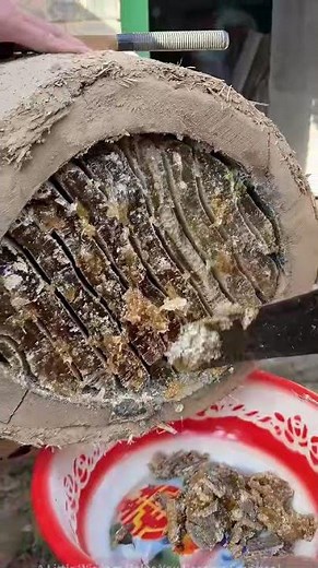 Traditional Handmade Beehive Wooden Barrel Disassembly, Crystallized Honey Clearly Visible!