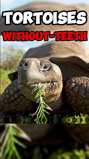 Toothless Animals You Won't Believe Exist 😨