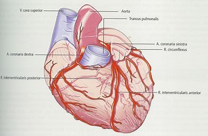 心脏灌注扫描：心脏压力测试 - 心脏病 2026