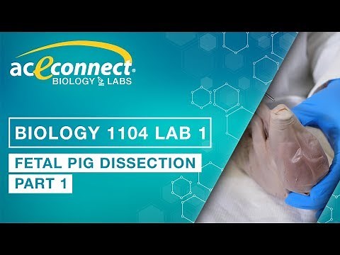 Biology 1104 Lab 1 || Fetal Pig Dissection - Part 1