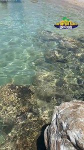 Experience an unforgettable summer at Adventure Beach Waterpark with our exciting NEW inflatables! 🌊 From thrilling slides to rolling wheels and trampolines, we offer the perfect lineup for endless fun. Don't miss out - jump in, chill out, and let the splash begin! 💦☀️ | Adventure Beach Waterpark