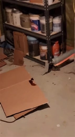 Effective Pest Control Solutions for Your Home