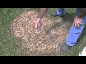Quick overview of the Grass Stitcher lawn seeding tool
