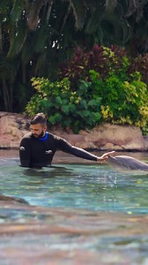 How to Train Your Dolphin: ✅🐬 | Discovery Cove