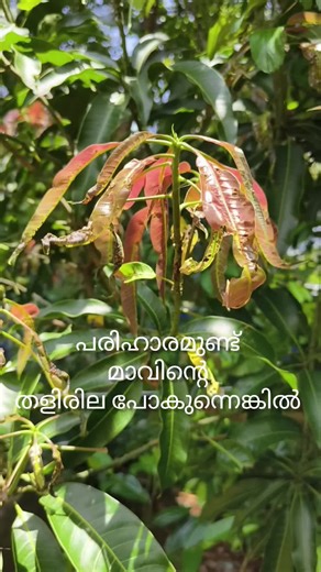 Suneer Khan on Instagram: "#തളിരില വെ..ട്ടി തിന്നുന്ന മാവിലെ കീടം ഇതാണ് #മാവിന്റെ തളിരില കൊഴിയുന്നു, കാരണം ഇതാണ് #മാവ് #മാമ്പഴം #leaf cutting in mango tree #leaf cutting weevil #deporaus marginatus #pest attack in mango tree #remedy #tips for leaf cutting in mango tree #plants #pest #pest remedies"