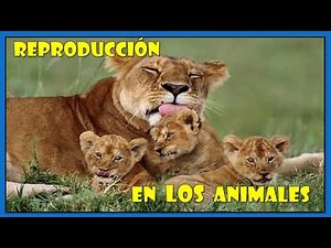La REPRODUCCIÓN en los Animales ASEXUAL y SEXUAL - Para Niños