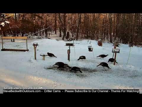 Steve Beckwith Outdoors Live wildlife Cam Right Camera