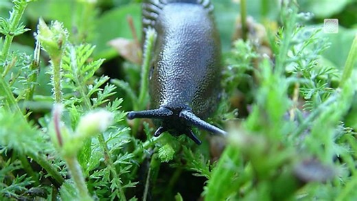 How to keep slugs away from your plants, with more plants!