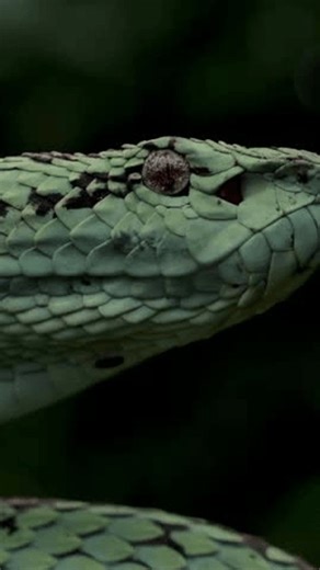 clip-3981258615-compilation-types-snakes-wild