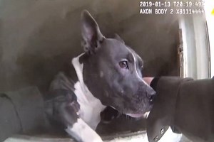146K views · 1.1K reactions | Amazing body cam footage shows a dog being rescued from a fire in Emmet County. A man is now charged with setting the fire on purpose. Read more: https://bit.ly/2MbS7VW | 9&10 News | Facebook