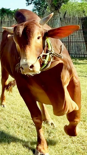 1.7M views · 8.3K reactions | How much power this Red Hasa Bull is capable of can be estimated by looking at the running speed of this bull. It's one & only exclusive glossy and bloomy bull.♥️ | SUMON’S CATTLE | Facebook