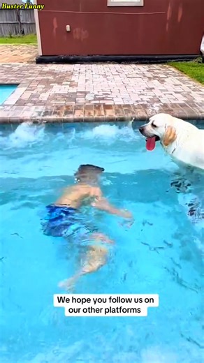 472K views · 18K reactions | FAREWELL TIKTOK COMMUNITY – THANK YOU FOR THE MEMORIES ❤️ From laughs to unforgettable moments, our TikTok family made it all worth it. We’ll truly miss this community.  | Buster Funny | Facebook