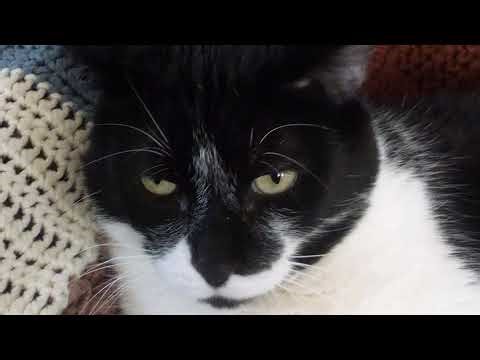 Minecraft Hardcore Day 1+