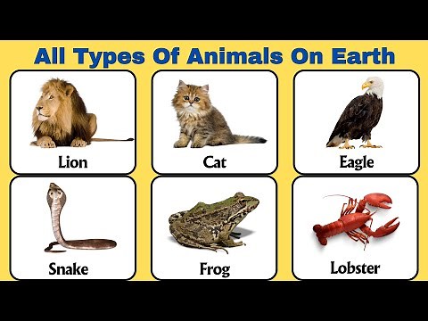 🌍 All Types of Animals on Earth | Mammals, Birds, Reptiles, Fish, Insects & More 🐾| All Animals Name