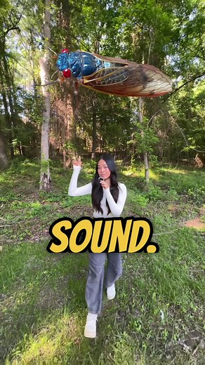 The Love Songs of Cicadas: Nature's Mating Season Symphony