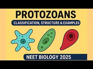 Protozoans | Classification, Structure & Examples | NEET Biology 2025