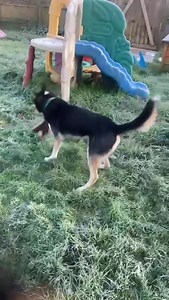 1.4K views · 51 reactions | Winter is definitely upon us bringing its beauty and fun ! Chulainn , a husky x is the happiest boy ever , this is his world cold and ice. He is so enjoying it , we just need the sledge and he can do what he was bred to do! | Munster lost and found pet helpline | Facebook