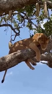Witnessed one of Africa’s rarest wildlife spectacles today — the tree-climbing lions of Ishasha in Queen Elizabeth National Park, Uganda. These majestic lions lounged effortlessly on the branches of ancient fig trees, offering a breathtaking and unforgettable sight. Their calm dominance, golden coats glowing in the afternoon sun, and the sweeping savannah below created the perfect moment that defines the magic of African safari experiences. A reminder that nature still writes the best stories. �