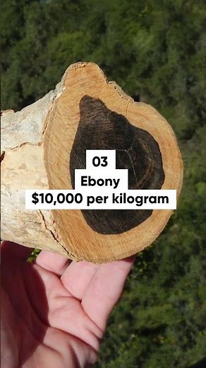 Top 10 most expensive wood in the world