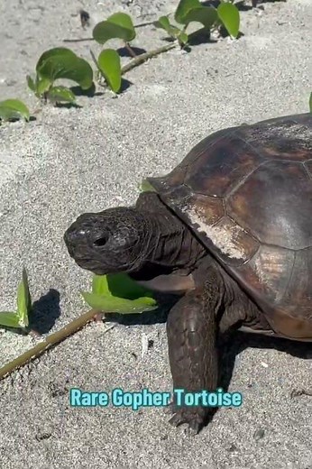 Florida Surprise: Gopher Tortoise Encounter on the Beach #tortoise #florida #nature