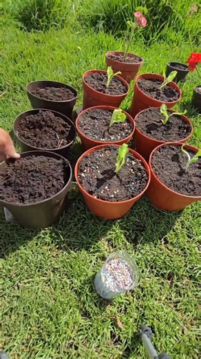 1.3K views | Burying a fish under your plant may sound strange, but this experiment shows the power of natural fertilizers. Watch how plants grow differently when using fish, chemical fertilizer, or no fertilizer at all.  #gardening #organicfertilizer #naturalexperiment #plants #urbanfarming | Agriculture 9.7 | Facebook