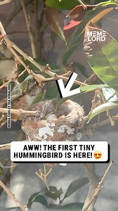 Hummingbirds are so beautiful! | Meme Lord