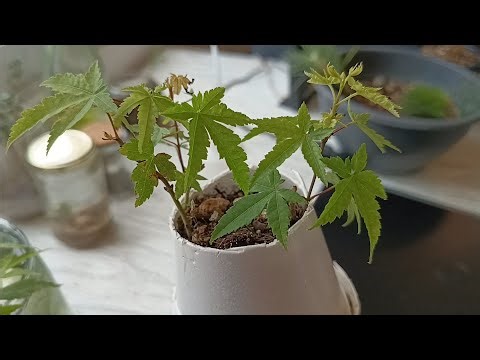 Super Easy Method for Propagating Japanese Maples - Bonsai from Scratch