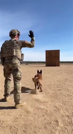 🐕‍🦺 One Command — Instant Action #k9 #MilitaryTraining #Malinois #DogAthlete #WorkingDogs #Shorts