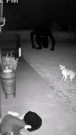 Masked Intruder Jumps Into Backyard