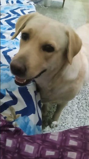 Code language of cherry 🍒 for going out 😉😁🐶🐾 #labrador #labrador cherry 🍒 #trending #viral #doglover