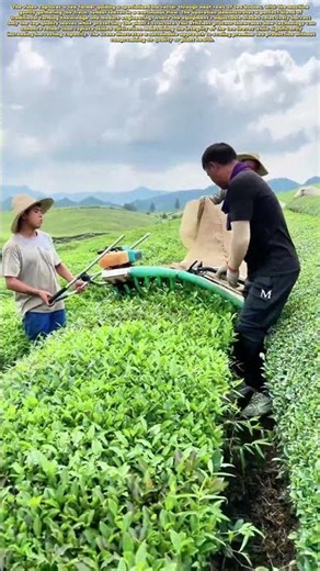 ea Harvest Transformed: How This Machine is Revolutionizing an Ancient Craft