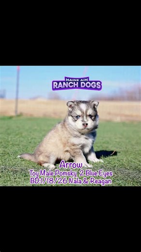Meet Arrow 💙 Wolf Silver (Agouti) Blue-Eyed Toy/Mini Pomsky Puppy | Maine Aim Ranch Dogs
