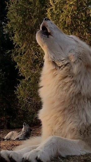 wolf sound ( howling sound )❤