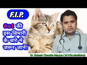 Feline infectious Peritonitis in Cats/FIP in cats By Doctor Pets