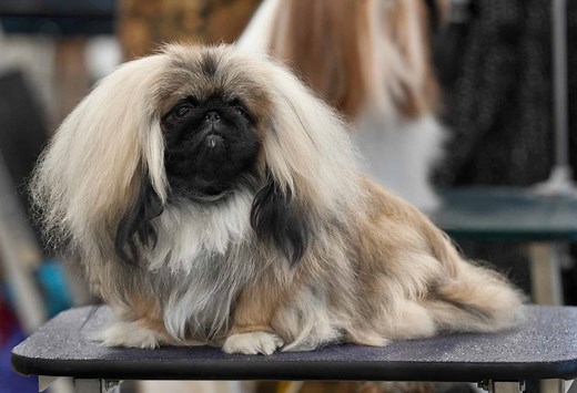 7 Common Pekingese Health Problems